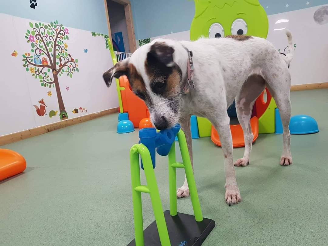 Positive Dog Training